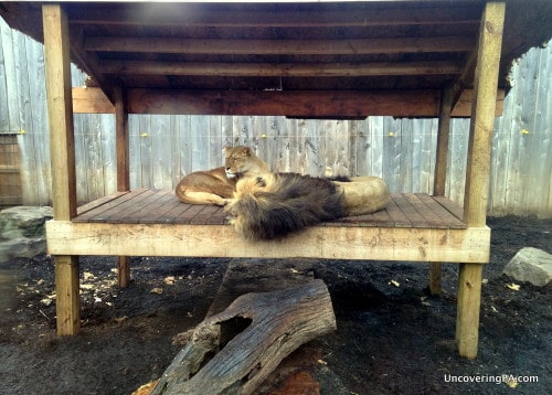 Getting Close to Nature at Living Treasures Wild Animal Park