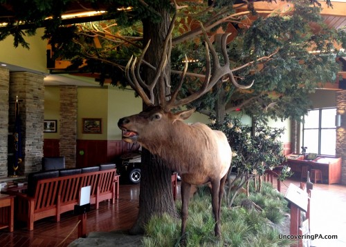 Discovering Pennsylvania's Elk Herd at the Elk Country Visitor Center ...