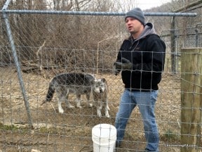 Howling with Wolves at the Wolf Sanctuary of PA - Uncovering PA