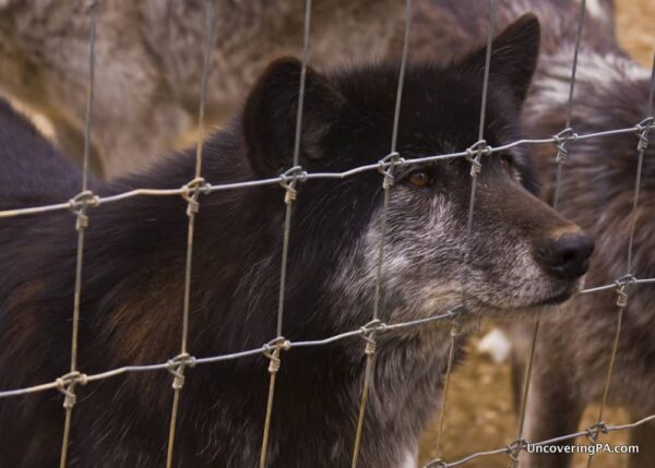Howling with Wolves at the Wolf Sanctuary of PA - Uncovering PA