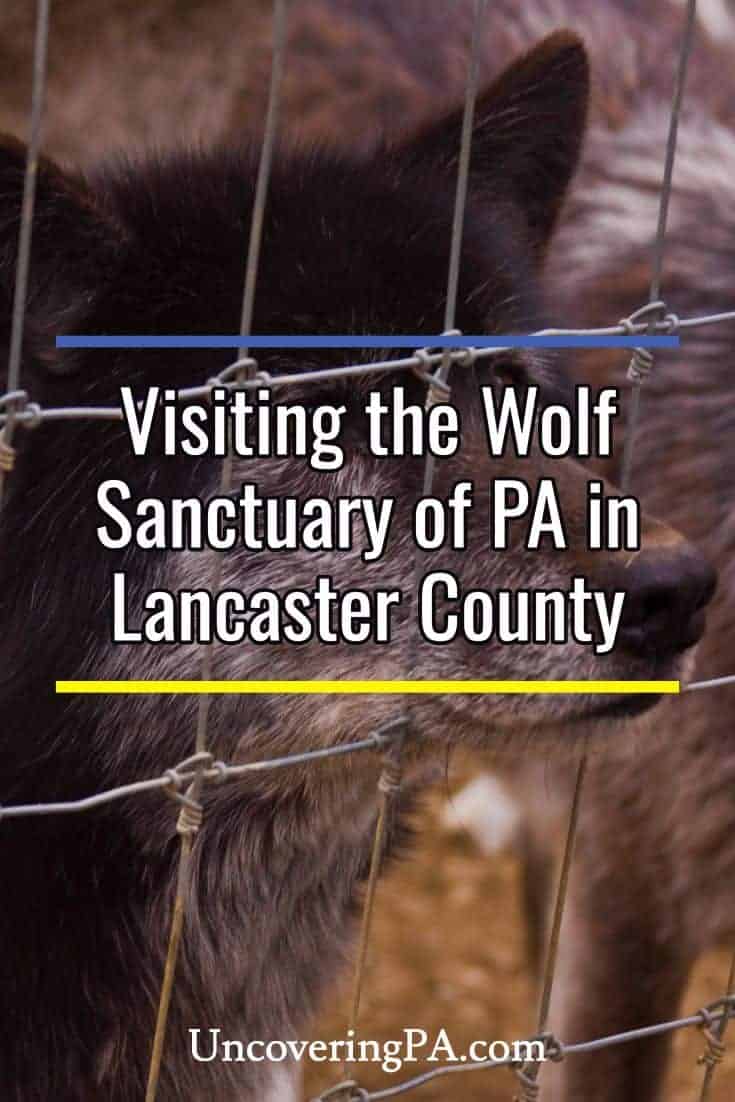 Howling with Wolves at the Wolf Sanctuary of PA - Uncovering PA