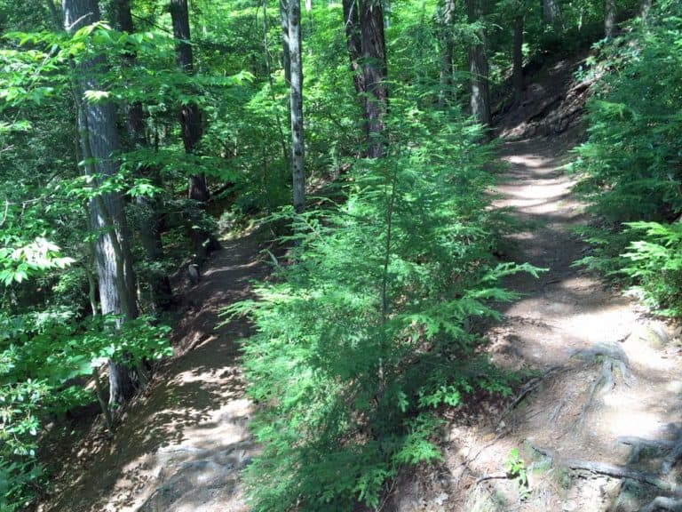 Exploring the Pennsylvania Grand Canyon's Trails, Vistas, and Waterfalls