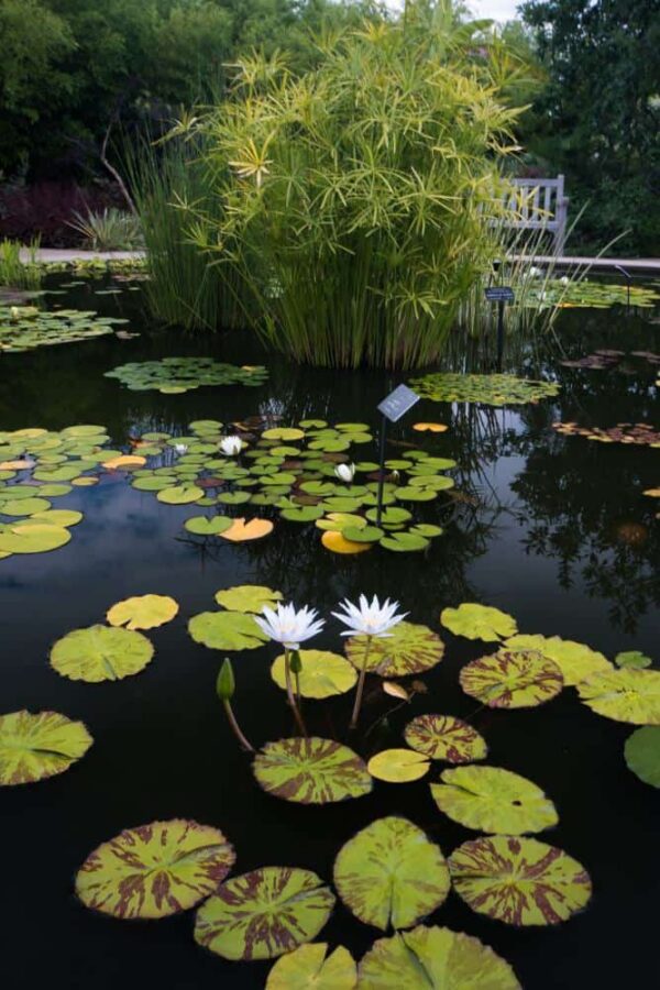 Exploring the Beautiful Arboretum at Penn State in State College ...