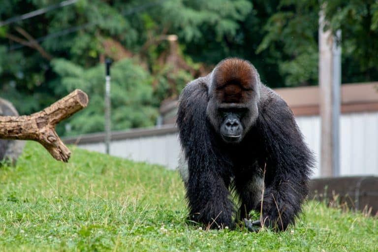 Exploring the Pittsburgh Zoo and Aquarium in Highland Park - Uncovering PA