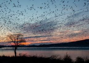 Tips for Seeing PA's Middle Creek Snow Geese Migration - Uncovering PA
