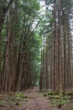 8 Amazing Things to Do in Cook Forest State Park - UncoveringPA