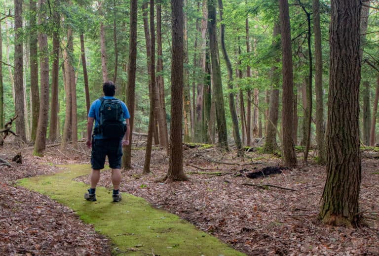 9 Amazing Things to Do in Cook Forest State Park - UncoveringPA