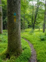 8 Amazing Things to Do in Cook Forest State Park - UncoveringPA