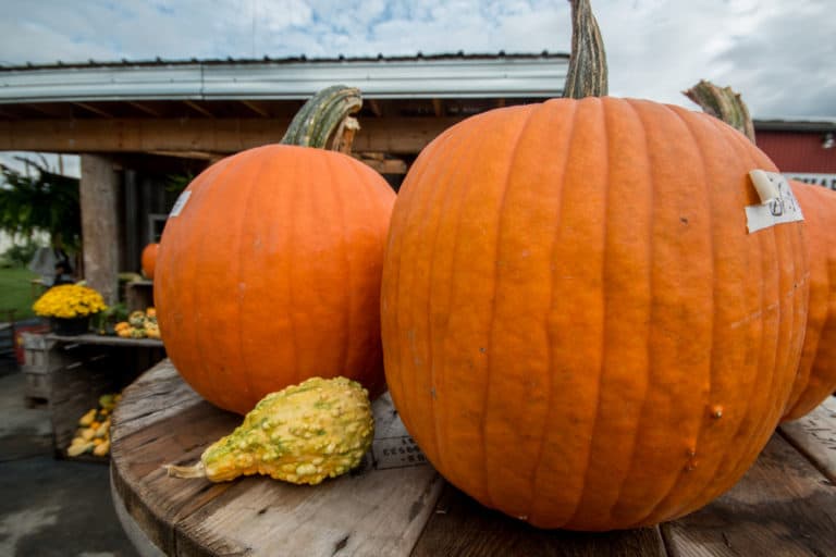 20 Great Orchards for Apple Picking in PA (Updated for 2025 ...