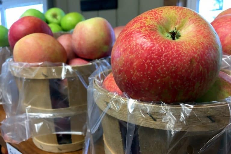 20 Great Orchards for Apple Picking in PA (Updated for 2025 ...