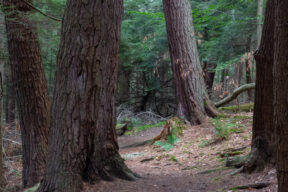 8 Amazing Things to Do in Cook Forest State Park - UncoveringPA