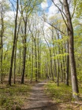 Hiking at Boyd Big Tree Preserve Near Harrisburg - Uncovering PA