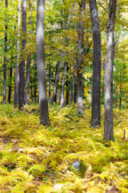 How to Get to the Incredible Beam Rocks in Forbes State Forest ...