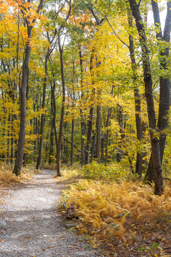 How to Get to the Incredible Beam Rocks in Forbes State Forest ...
