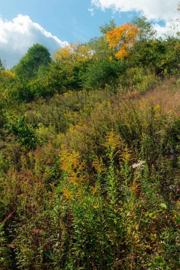 Hiking the Nine Mile Run Trail in Pittsburgh's Frick Park - Uncovering PA