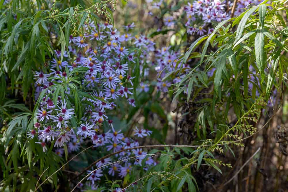 Hiking the Nine Mile Run Trail in Pittsburgh's Frick Park - Uncovering PA