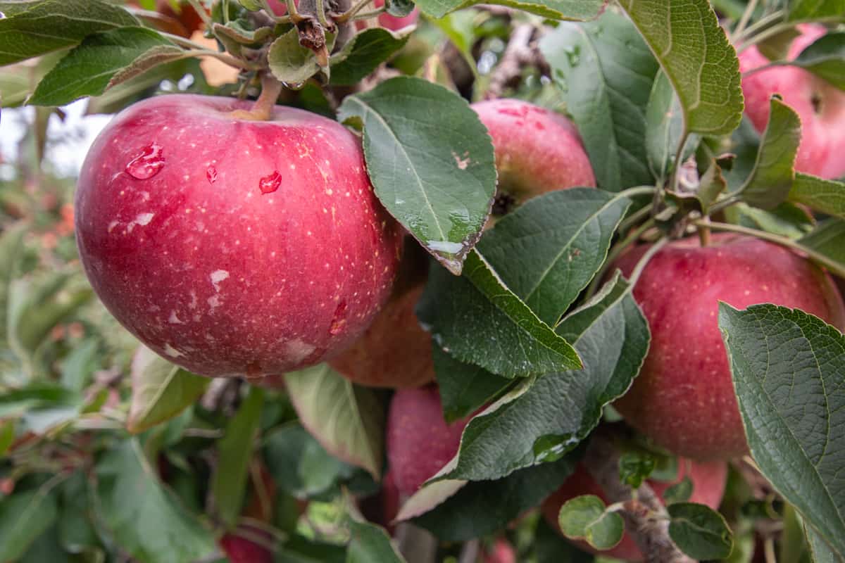 20 Great Orchards for Apple Picking in PA (Updated for 2025 ...