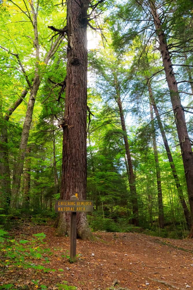 Hiking the Hemlock Trail in Laurel Hill State Park to See Its Massive ...