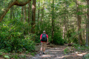 Hiking Through the Beautiful and Diverse Shingletown Gap in State ...