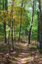 Hiking Through the Beautiful and Diverse Shingletown Gap in State ...