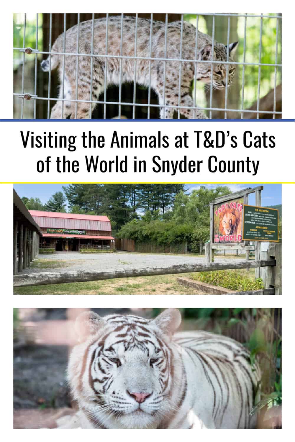 Visiting the Animals at T&D's Cats of the World in Snyder County ...