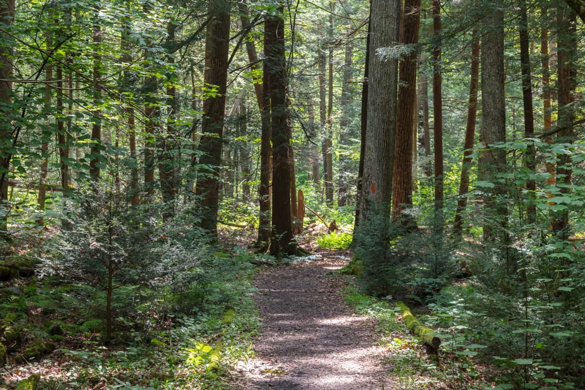 Hiking Through the Alan Seeger Natural Area in Rothrock State Forest ...
