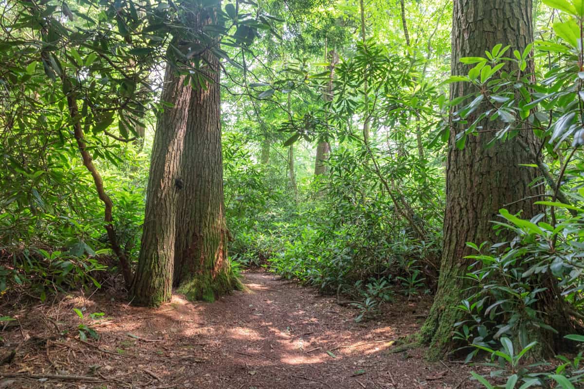 Hiking Through the Alan Seeger Natural Area in Rothrock State Forest ...