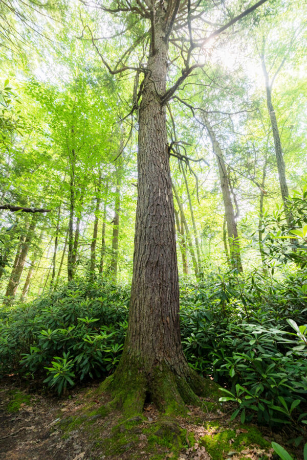 Hiking Through the Alan Seeger Natural Area in Rothrock State Forest ...