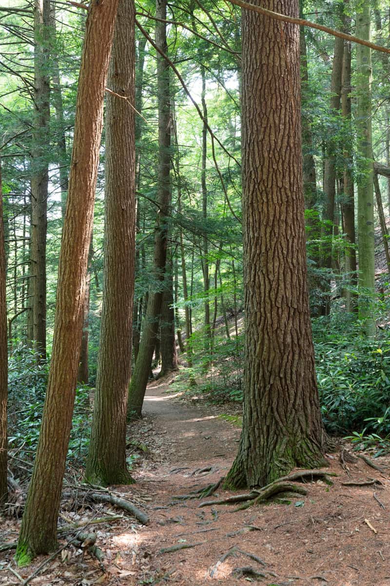 Hiking Through the Alan Seeger Natural Area in Rothrock State Forest ...