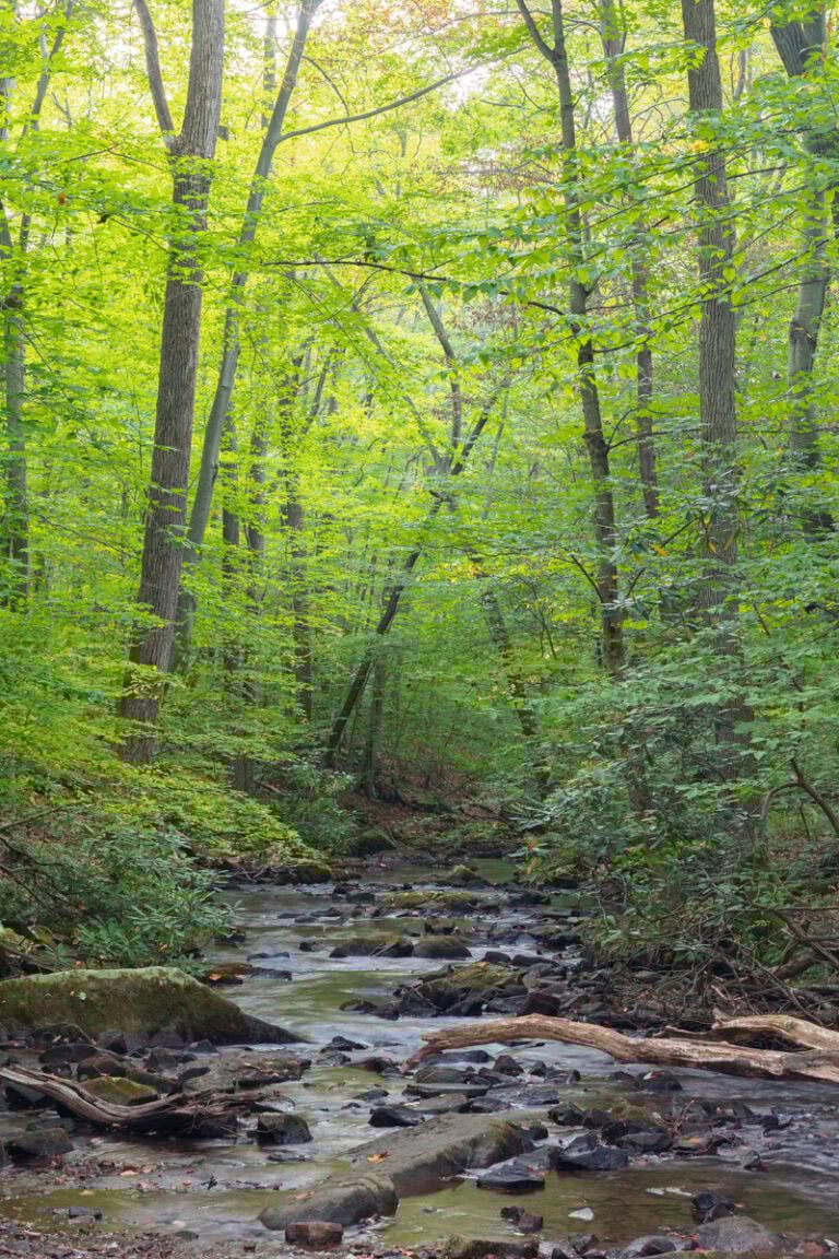 Hiking to Jones Mill Run Dam in Laurel Hill State Park - Uncovering PA