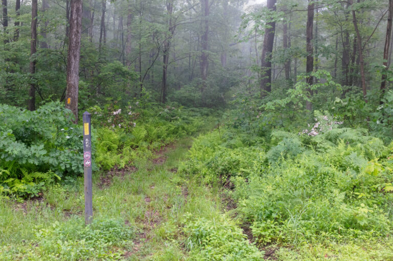 Hiking the Allegheny Front Trail to Ralph's Pretty Good View ...