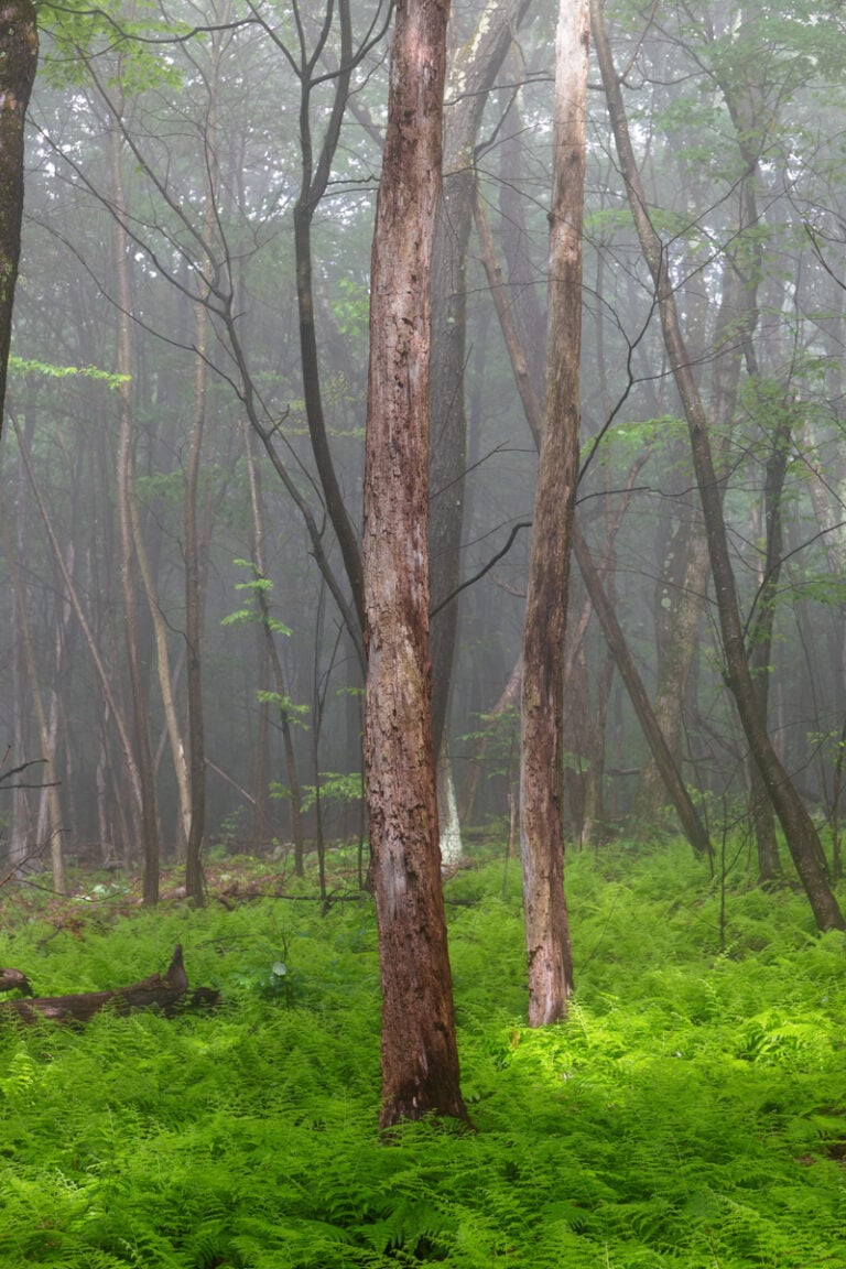 Hiking the Allegheny Front Trail to Ralph's Pretty Good View ...