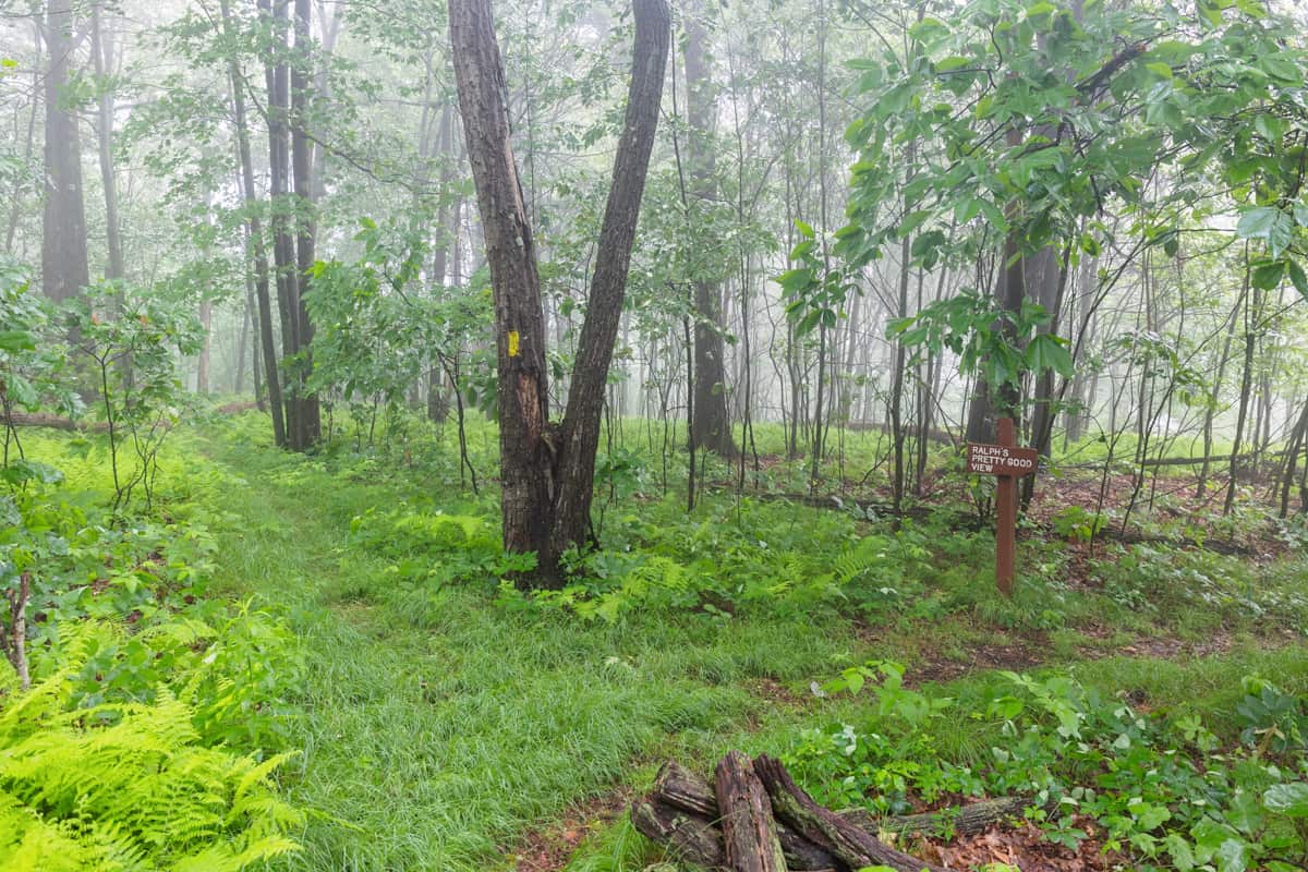 Hiking the Allegheny Front Trail to Ralph's Pretty Good View ...