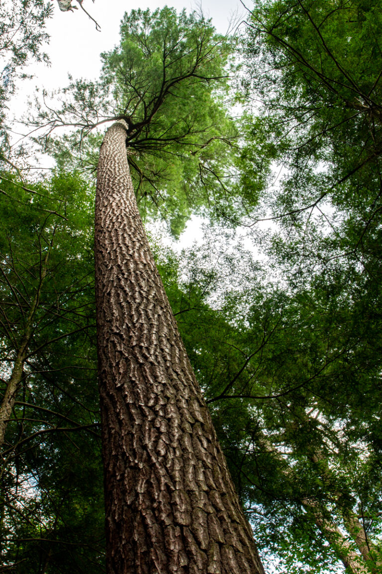 Hiking Through the Majestic Forest Cathedral in Cook Forest State Park ...