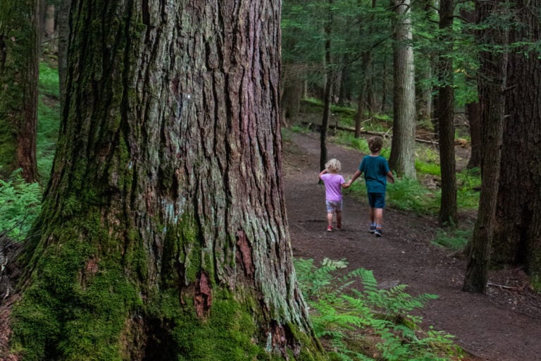 Hiking Through the Majestic Forest Cathedral in Cook Forest State Park ...