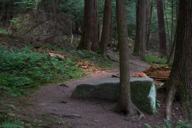 Hiking Through the Majestic Forest Cathedral in Cook Forest State Park ...