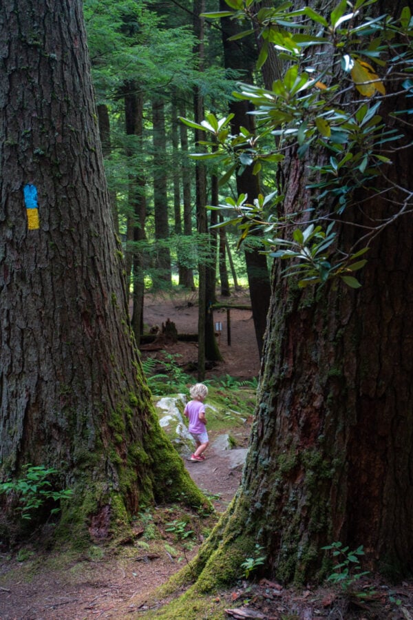 Hiking Through the Majestic Forest Cathedral in Cook Forest State Park ...