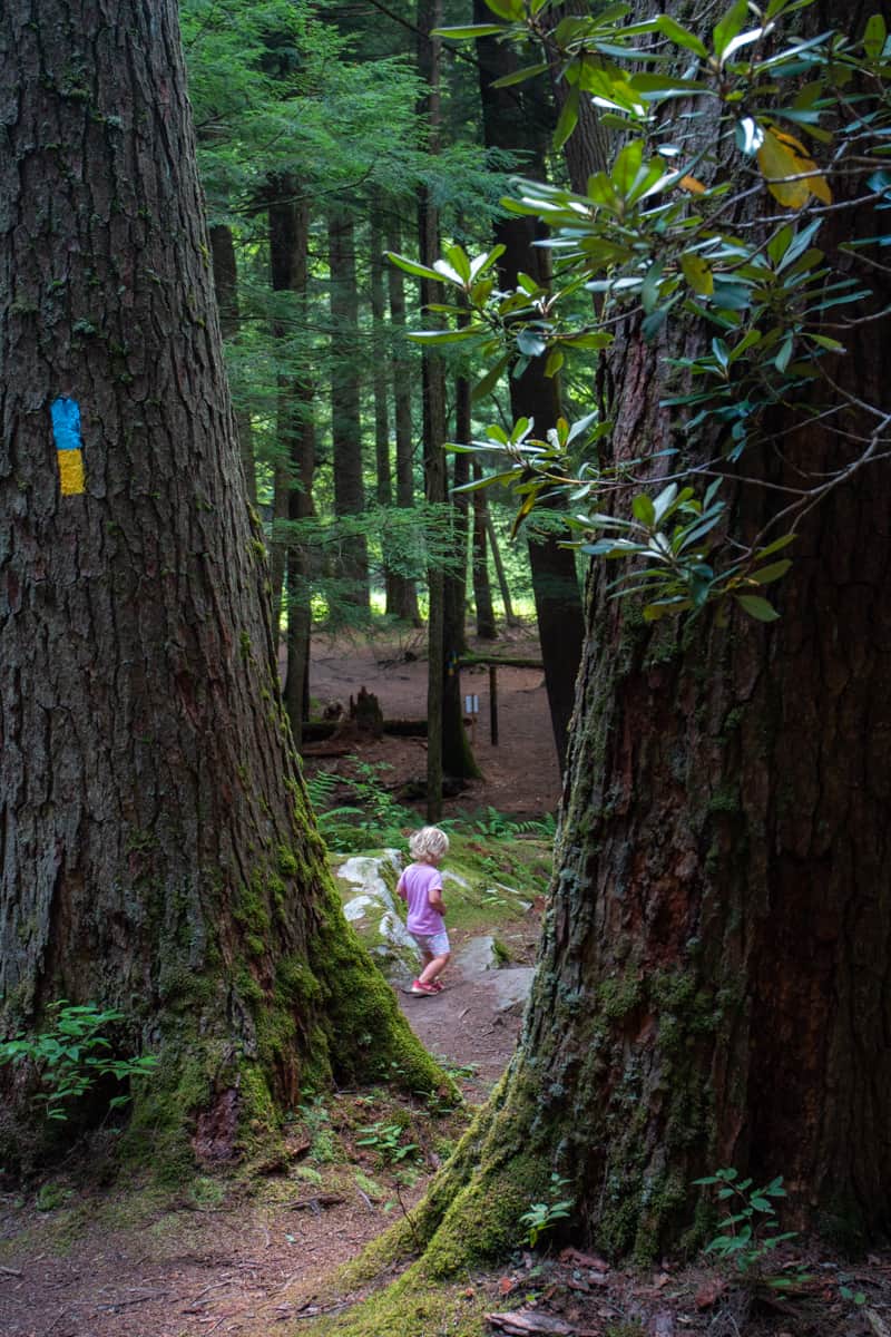 Hiking Through the Majestic Forest Cathedral in Cook Forest State Park ...