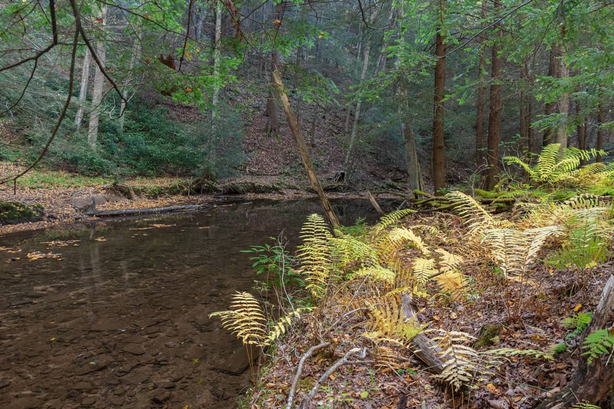 Hiking Through the Beautiful Quebec Run Wild Area in Fayette County, PA ...