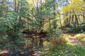 Hiking Through the Beautiful Quebec Run Wild Area in Fayette County, PA ...
