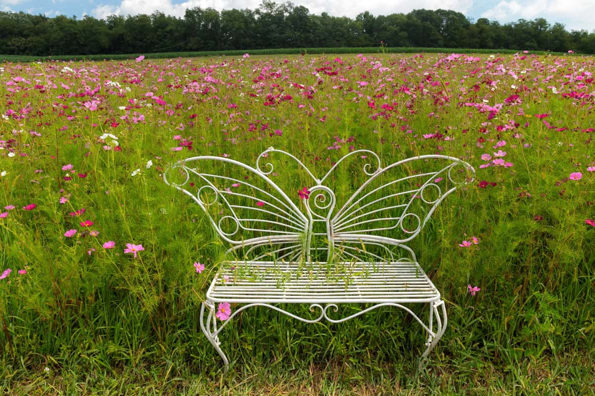 Seeing the Flower Fields at Maple Bottom Farm in Fayette County, PA ...