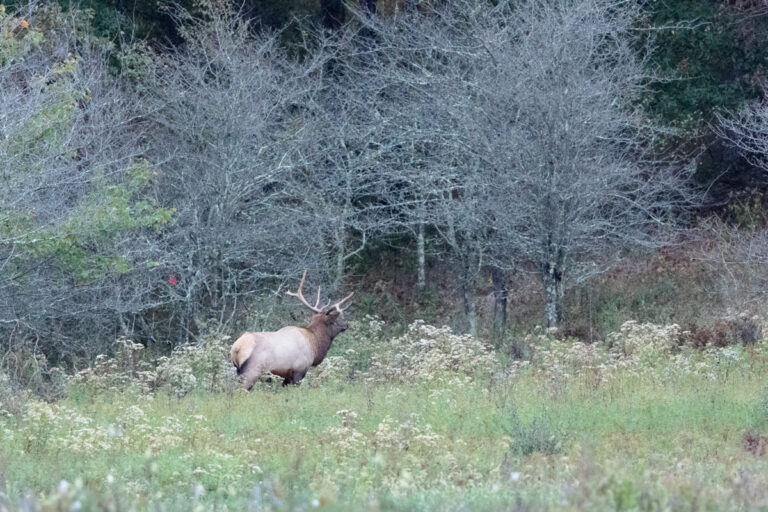 7 Great Spots to See Wild Elk in Pennsylvania - Uncovering PA