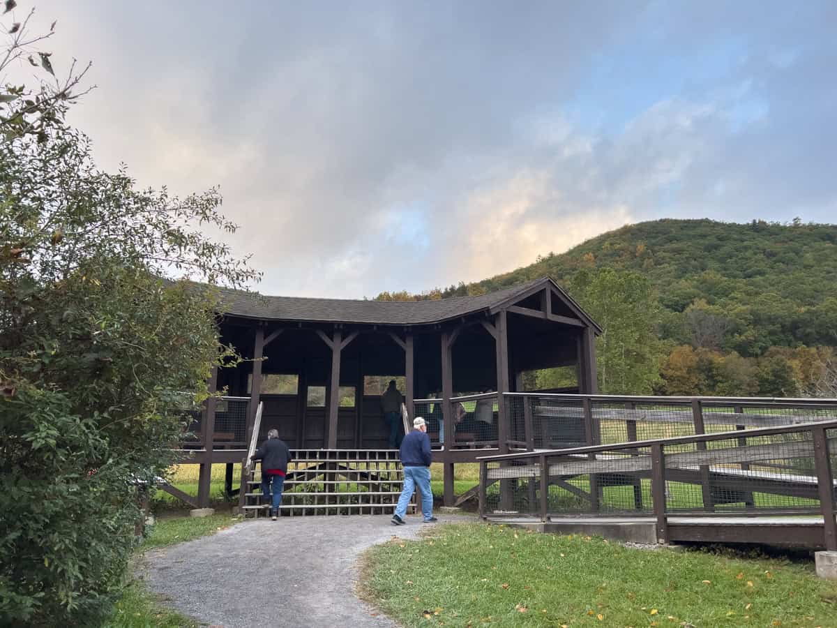 7 Great Spots to See Wild Elk in Pennsylvania - Uncovering PA