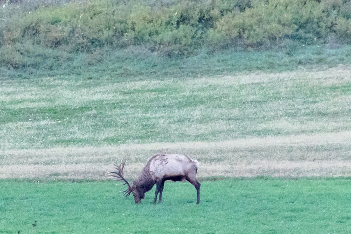 7 Great Spots to See Wild Elk in Pennsylvania - Uncovering PA
