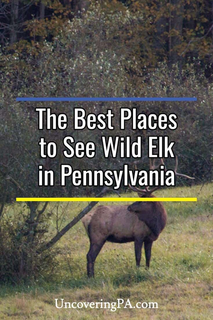 7 Great Spots to See Wild Elk in Pennsylvania - Uncovering PA